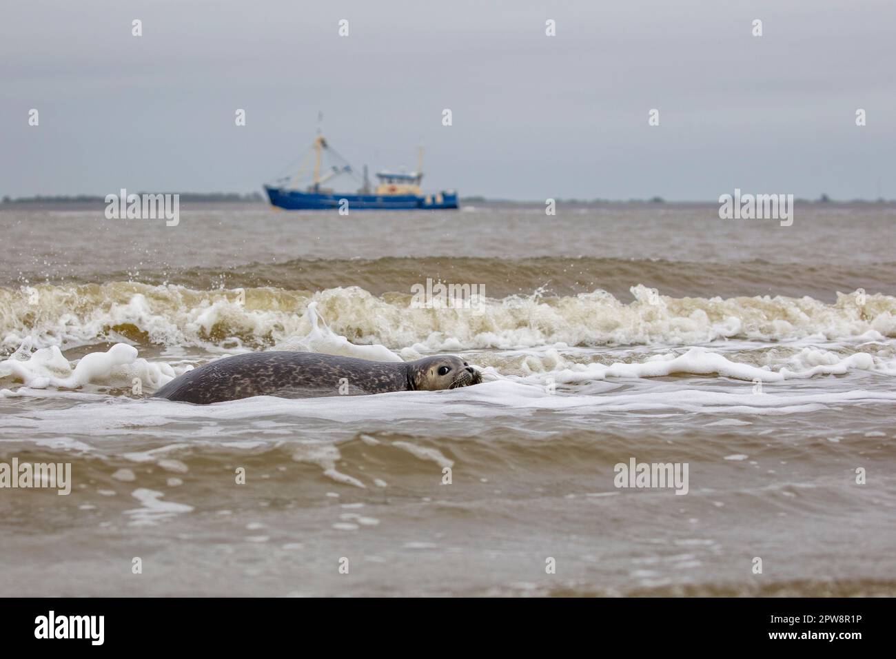 The Netherlands, Pieterburen, Wadden Sea, Unesco World Heritage Site ...