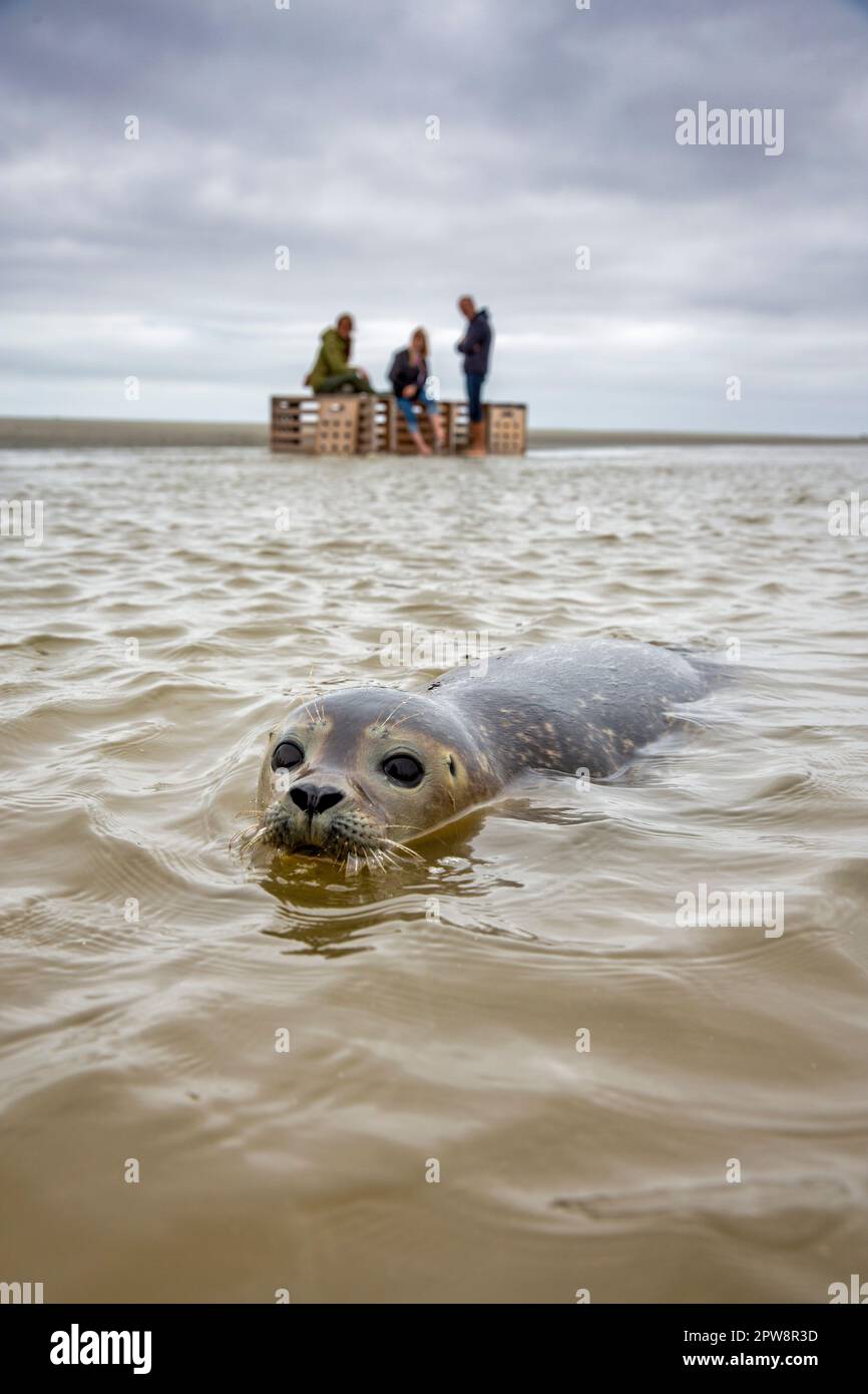 Pieterburen seal sanctuary hi-res stock photography and images - Alamy