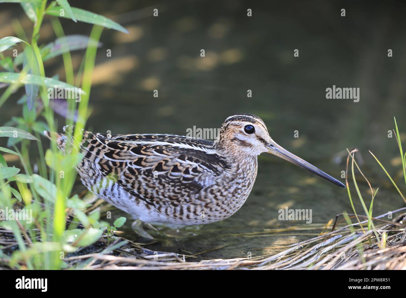 Pintail Snipe (Gallinago stenura) juvenile in Japan Stock Photo - Alamy