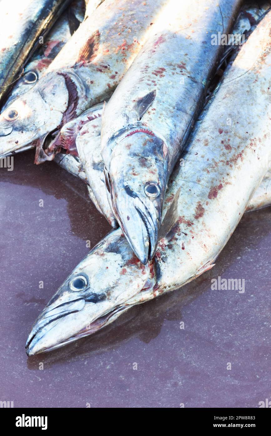 Eat snoek fish hi-res stock photography and images - Alamy
