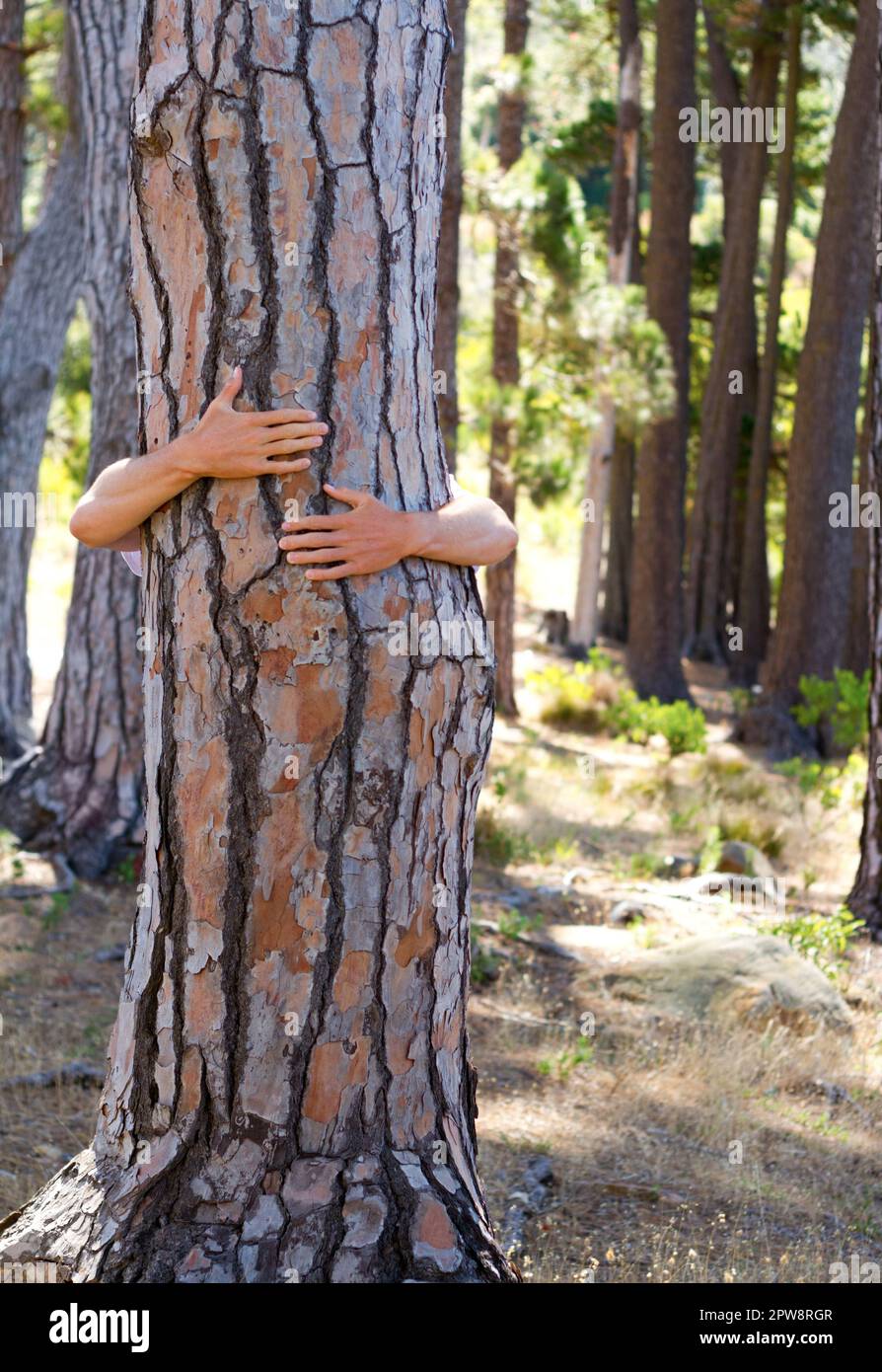 Closeup, hug and person outdoor, tree and sustainability in the woods ...