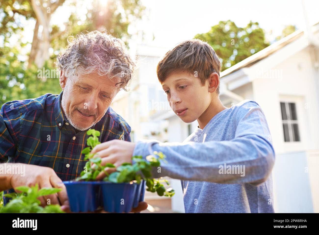 Senior man planting plants with his grandchild in a garden for ...