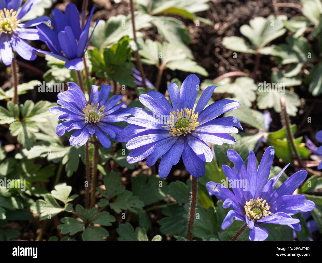 A group of early blue flowers of the low growing Anemone blanda Stock ...