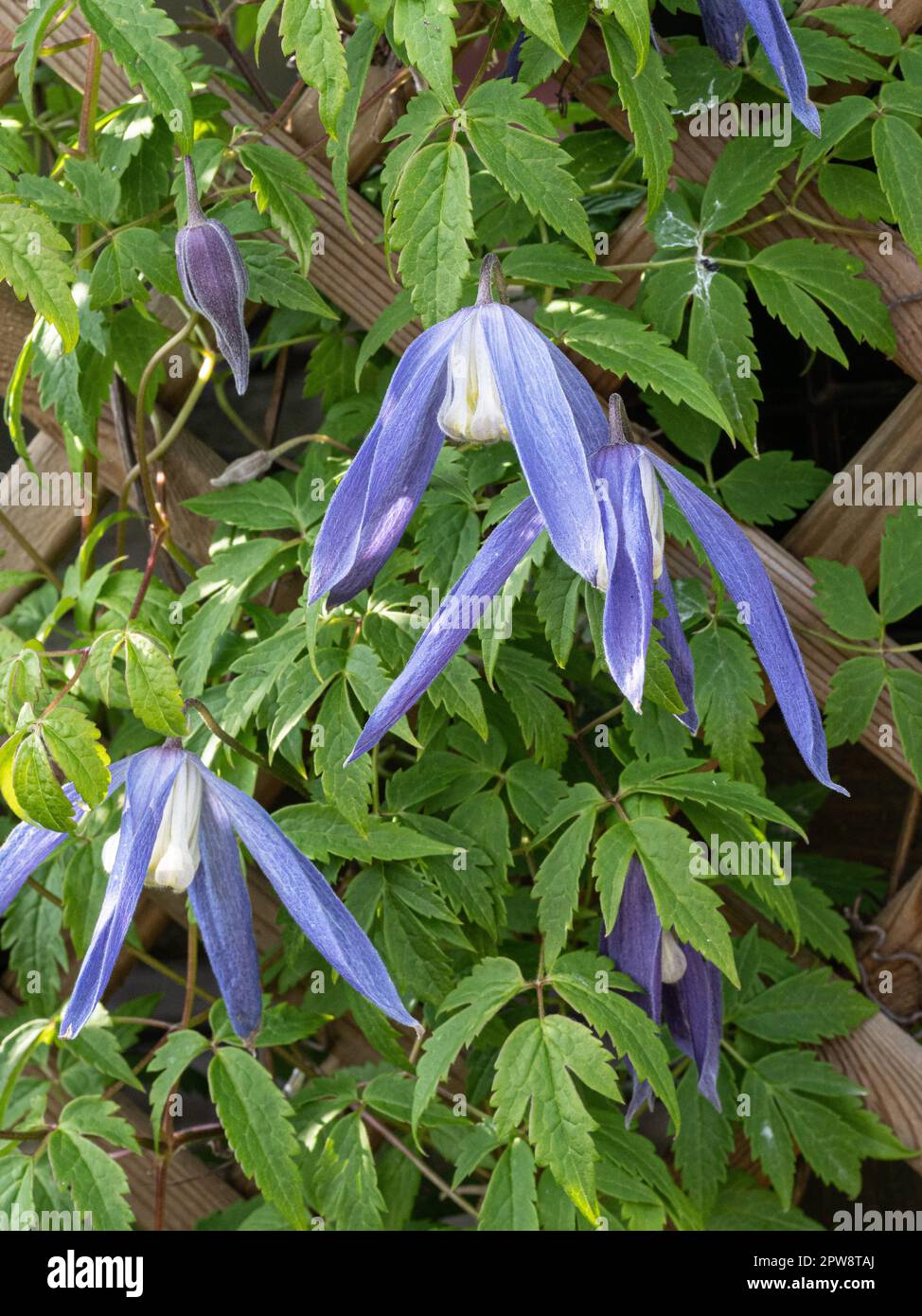 Clematis alpina 'Blue Dancer' growing on a trellis showing the hanging ...