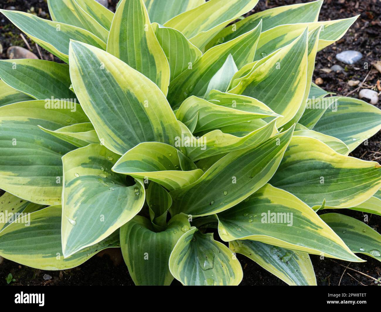 A close up of the blue and cream edged foliage of Hosta 'Wolverine ...