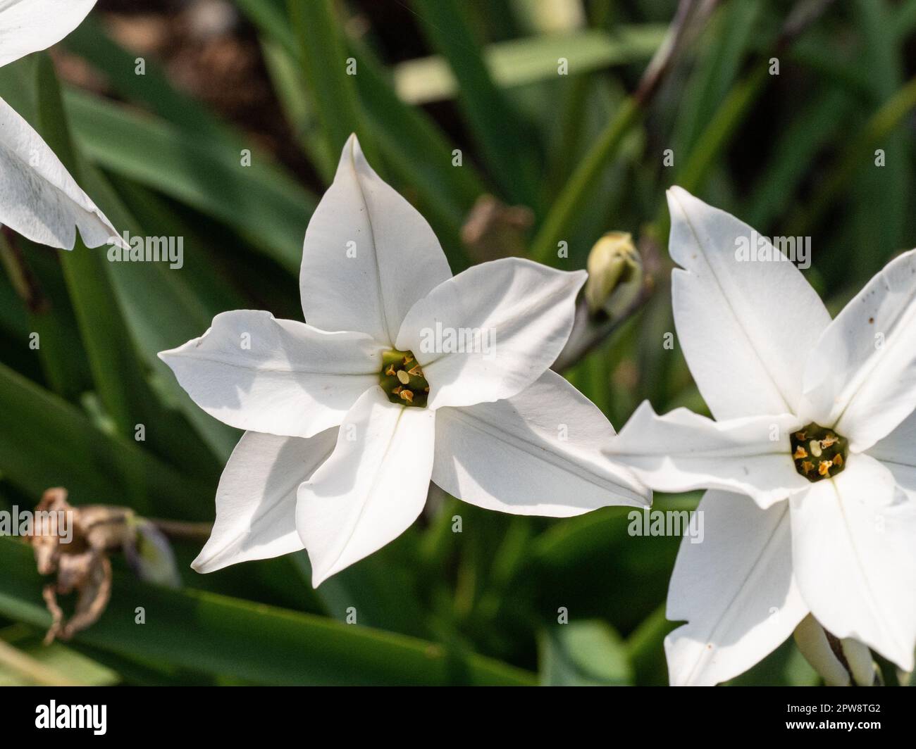 The pure white starry flowers of the early flowering Ipheion 'Alberto ...