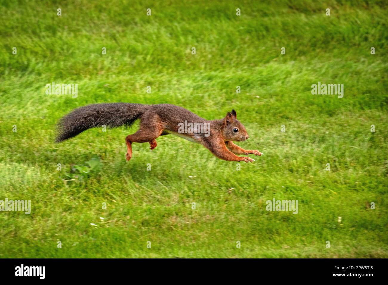 The Netherlands, Õs-Graveland. Red squirrel or Eurasian red squirrel ...