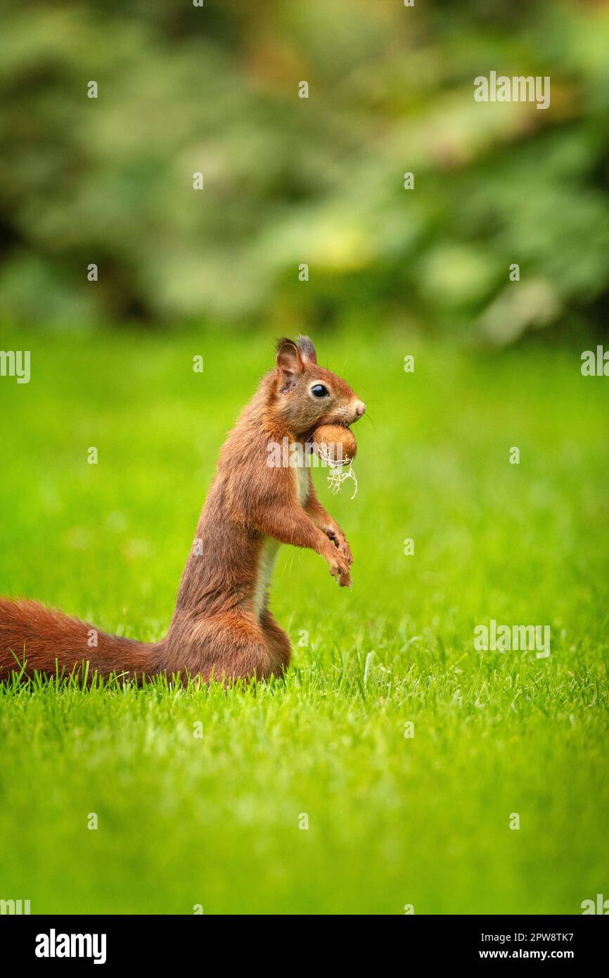 The Netherlands, Õs-Graveland. Red squirrel or Eurasian red squirrel ...