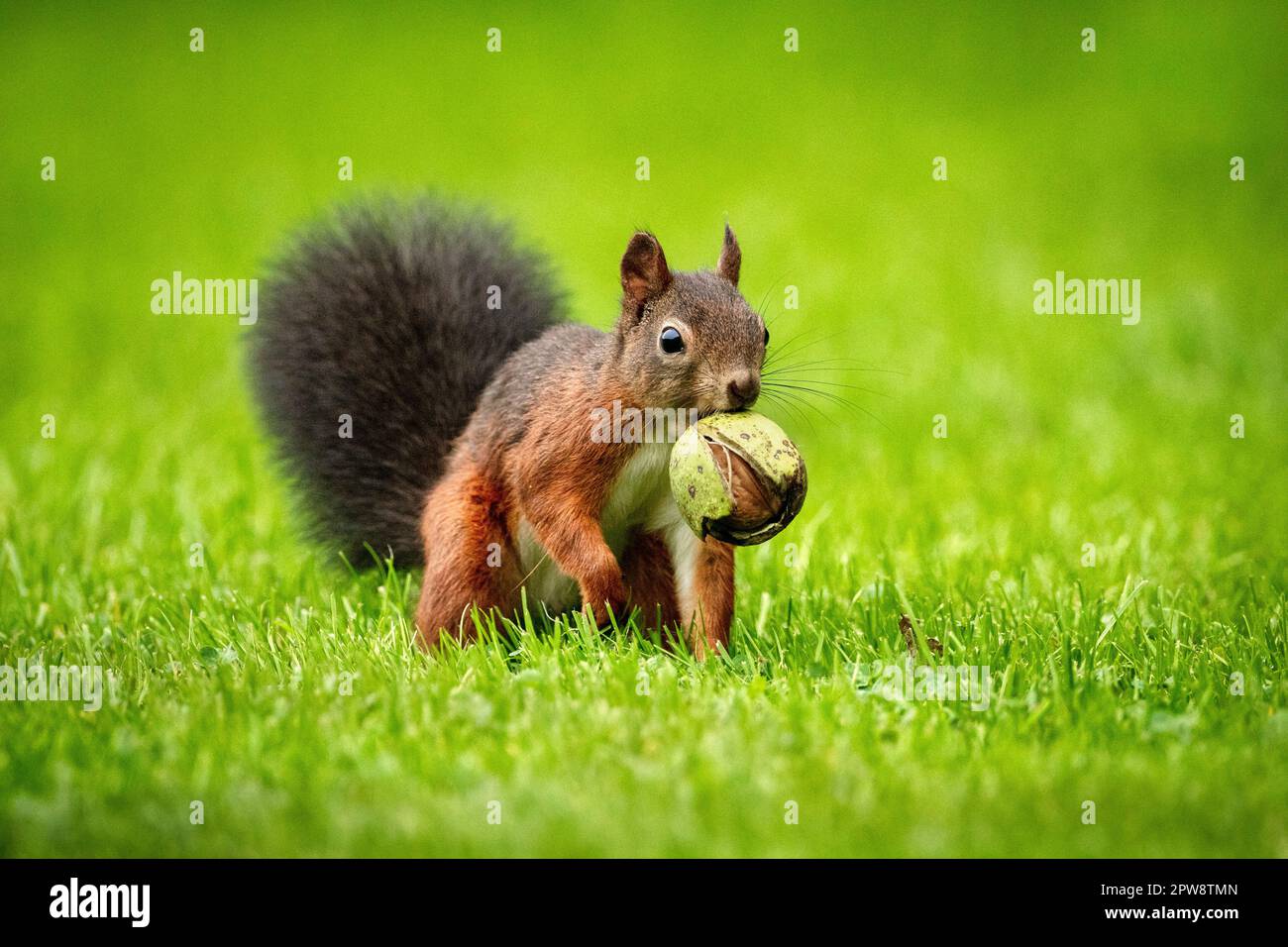 The Netherlands, Õs-Graveland. Red squirrel or Eurasian red squirrel ...