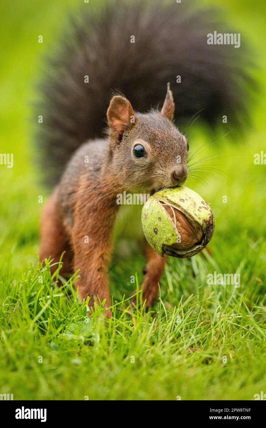 The Netherlands, Õs-Graveland. Red squirrel or Eurasian red squirrel ...