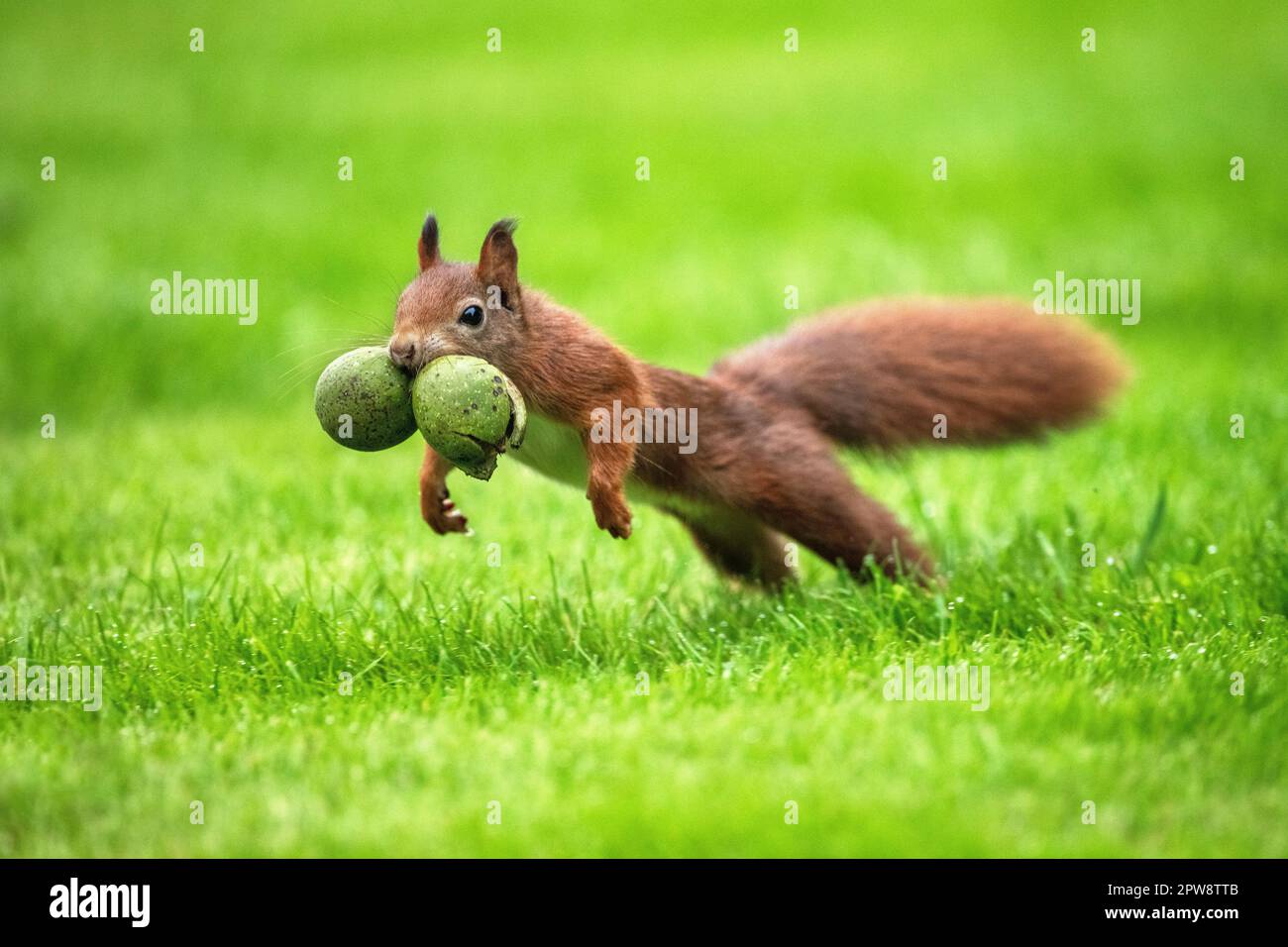The Netherlands, Õs-Graveland. Red squirrel or Eurasian red squirrel ...