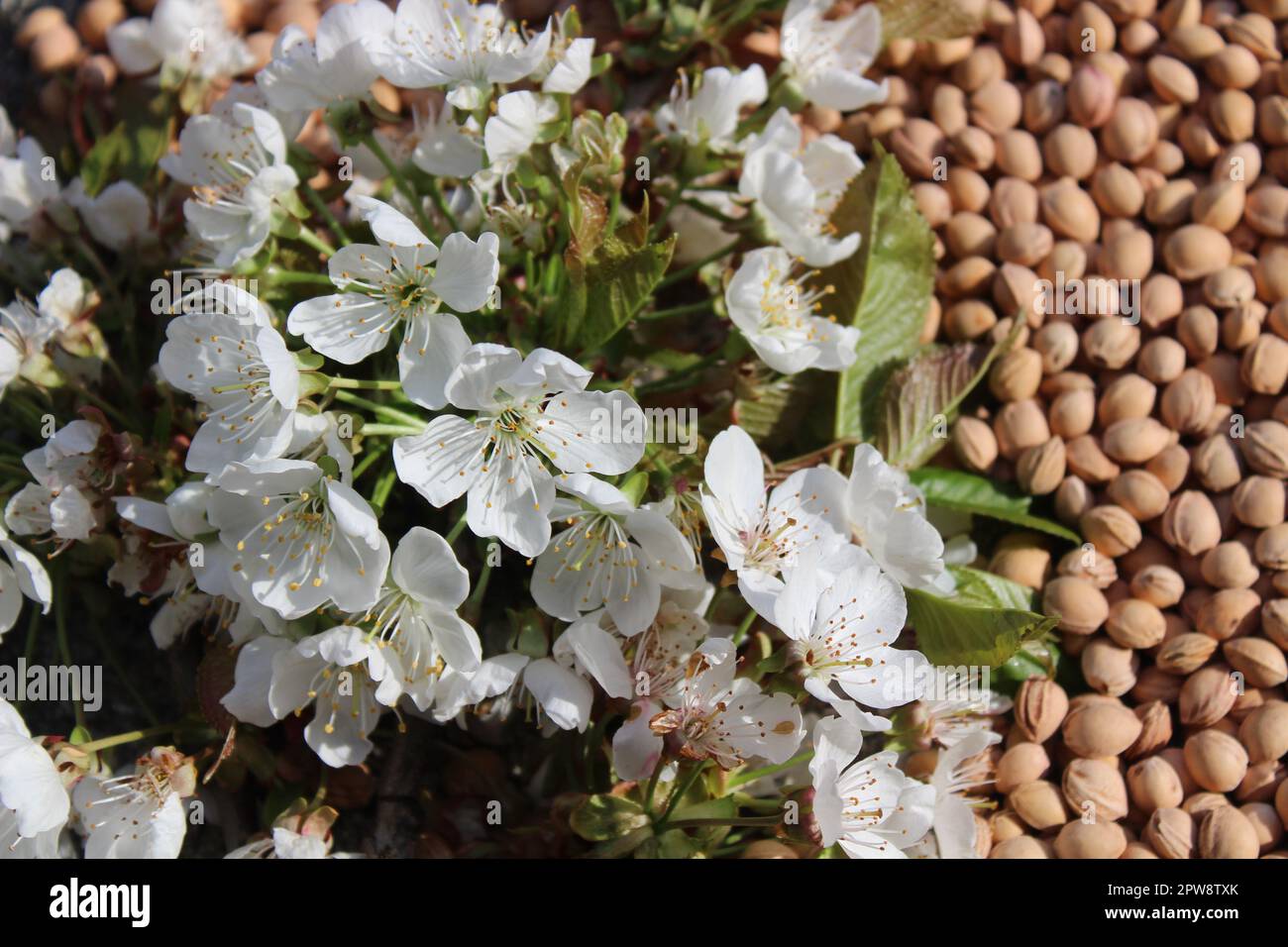 cherry pits and cherry blossoms Stock Photo - Alamy