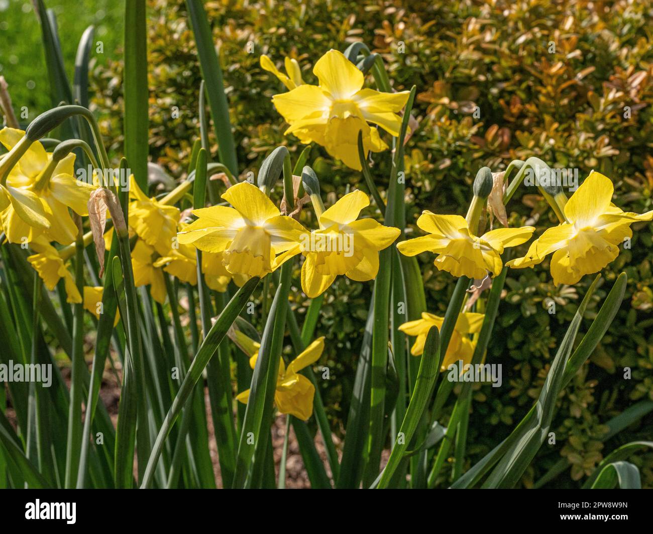 A group of primrose yellow and white flowers of Narcissus 'Pipit' Stock ...