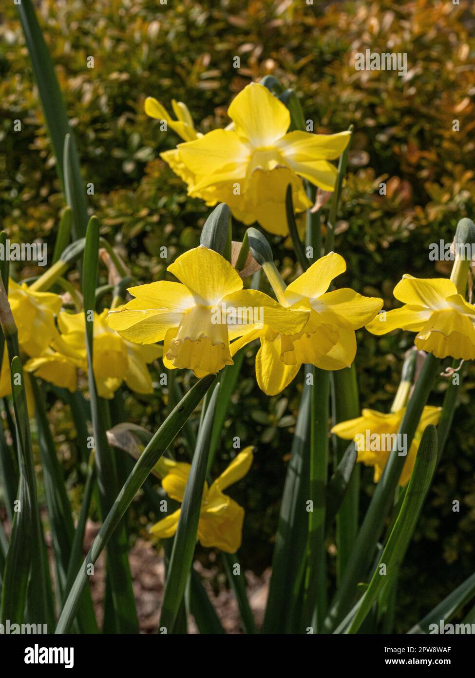 A group of primrose yellow and white flowers of Narcissus 'Pipit' Stock ...