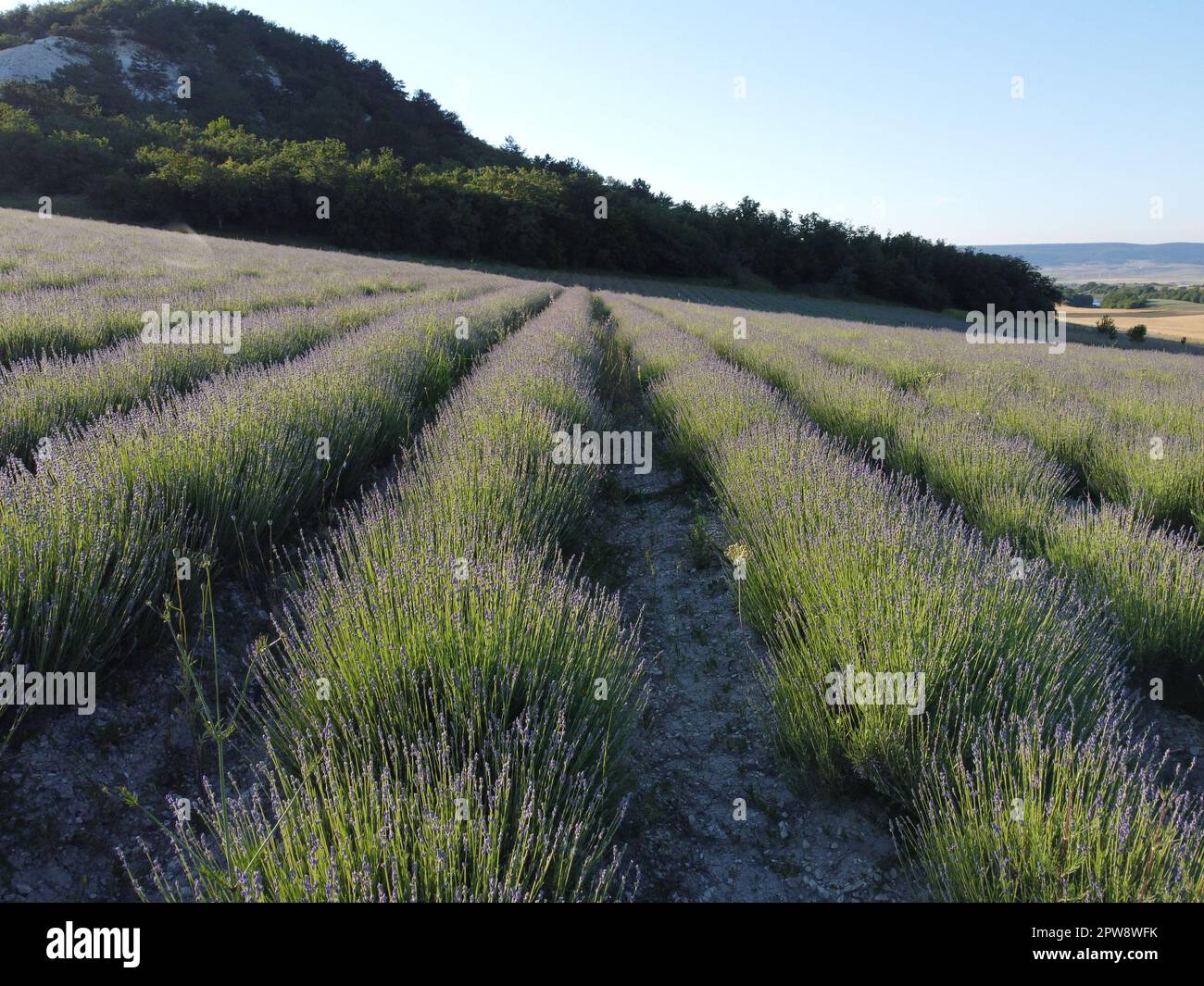 Aerial Lavender fields. Endless rows of blooming lavender fields on ...