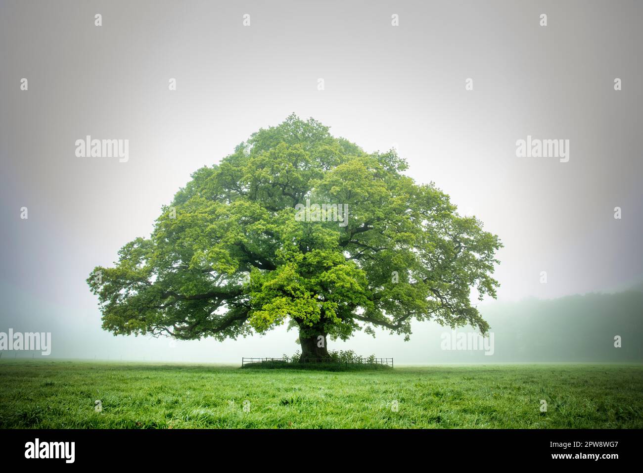 The Netherlands, 's-Graveland, Hilverbeek Rural Estate. Oak tree, mist ...