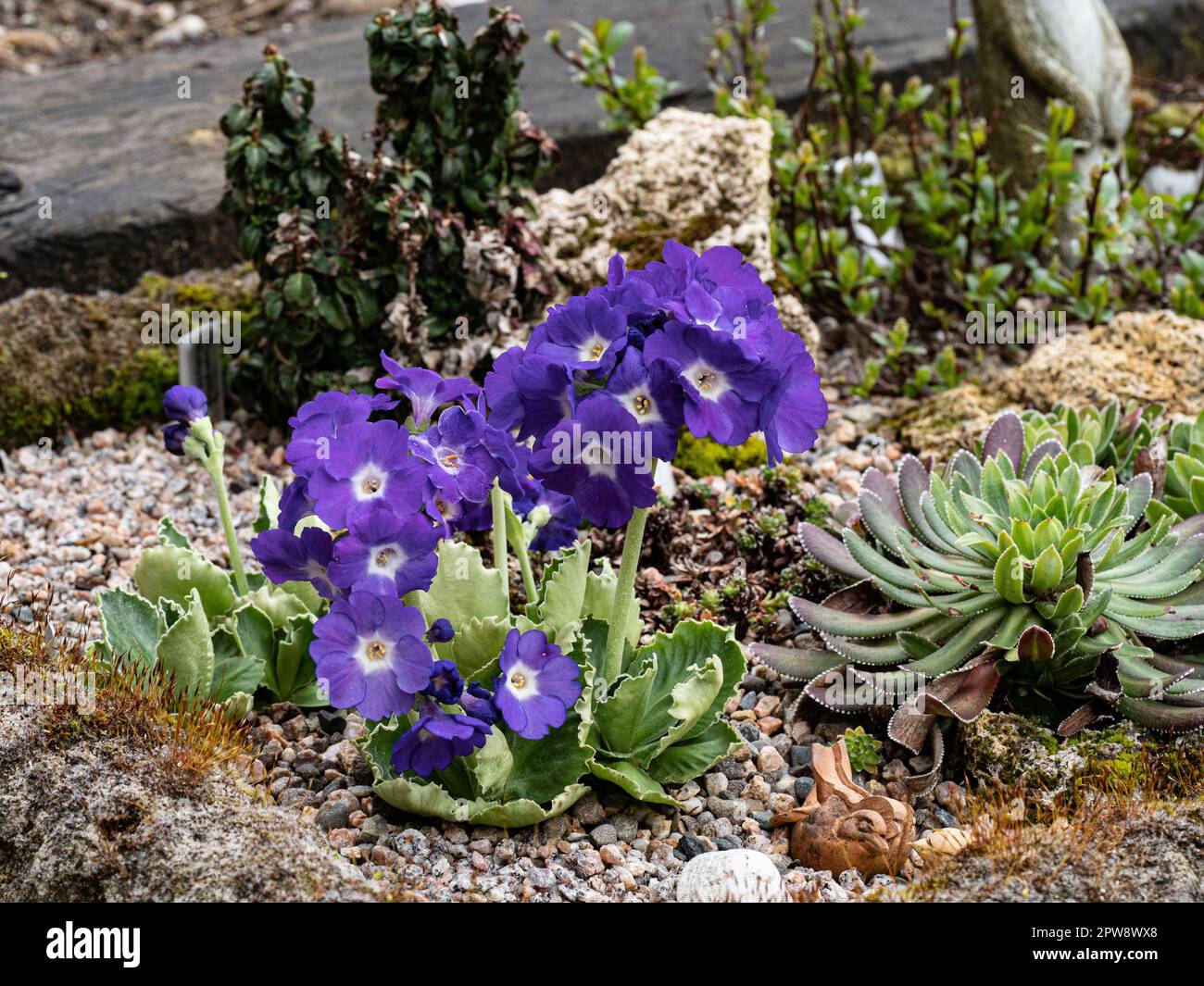 The violet flowers and crinkled foliage of Primula x Kusum Krishna ...