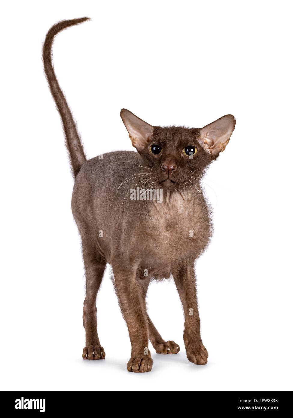 Brown senior Peterbald Brush cat, standing facing front. Looking beside ...