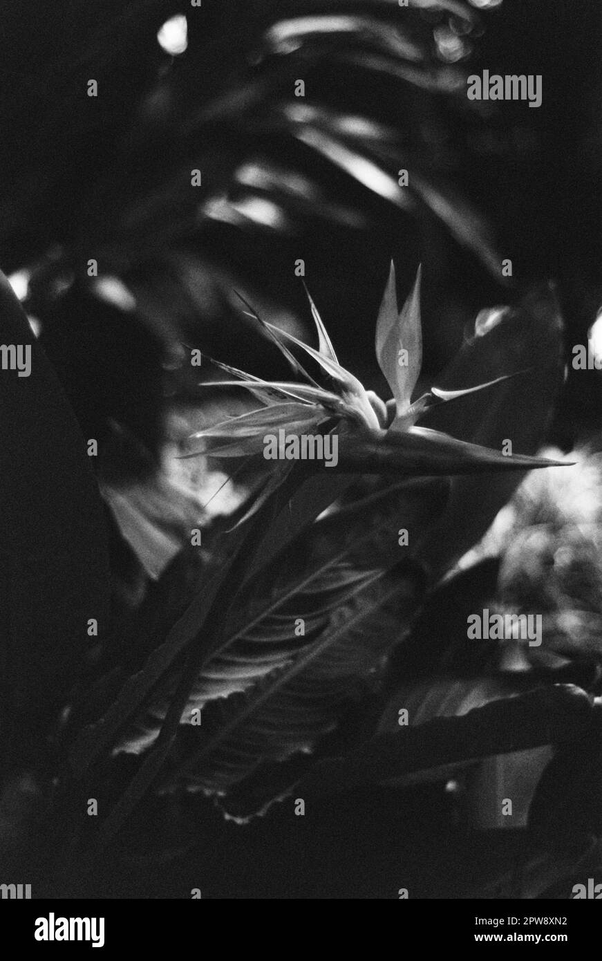 Strelitzia Bird of Paradise Flower Stock Photo - Alamy