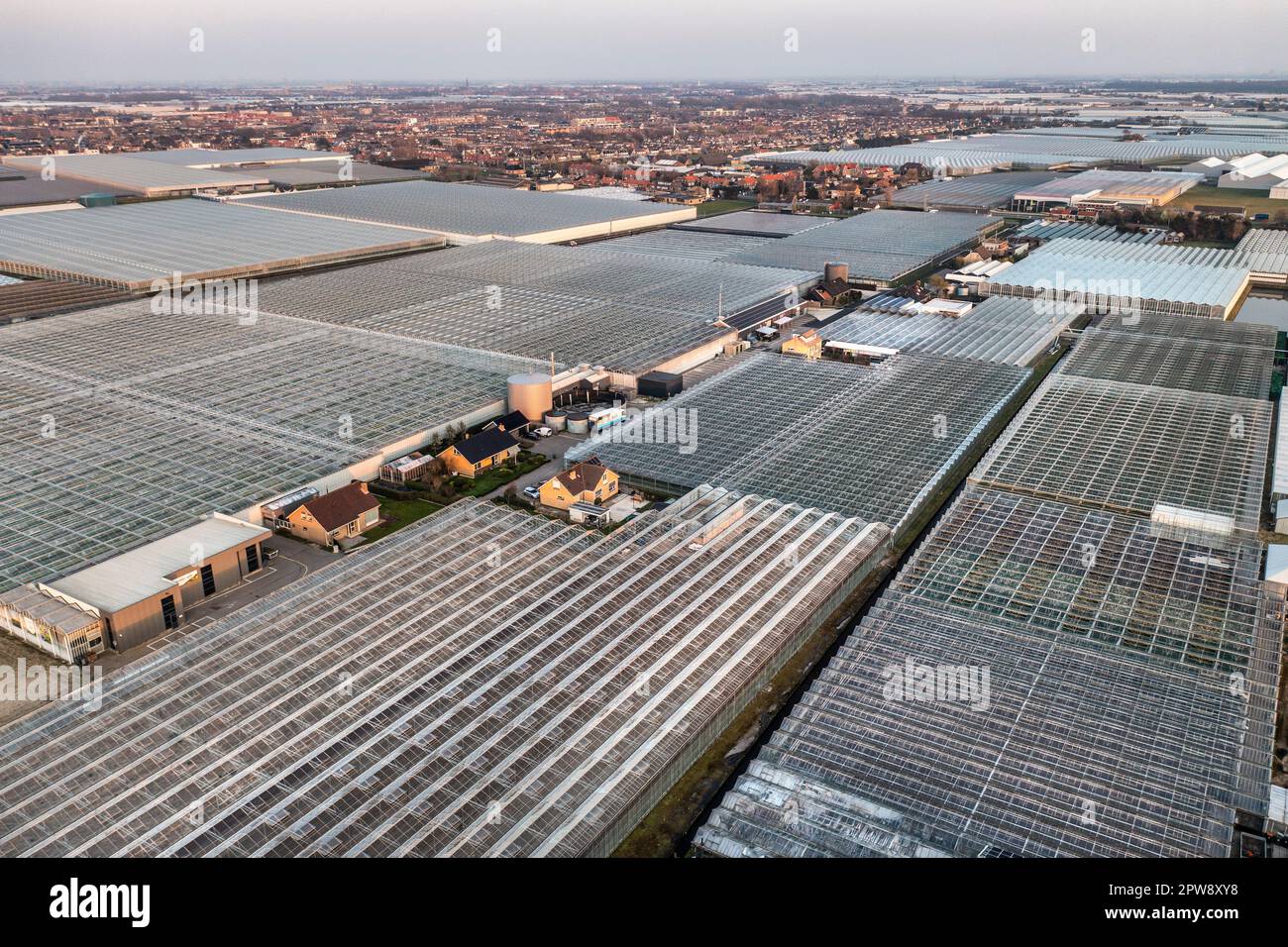 The Netherlands, Õs-Gravezande, Westland region. Horticulture in ...