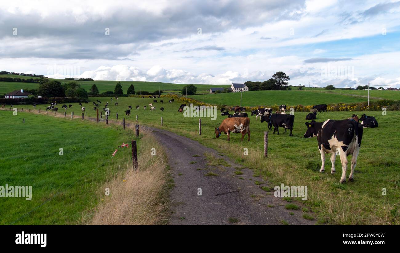 A narrow country road between two farm fields in Ireland in summer. A ...