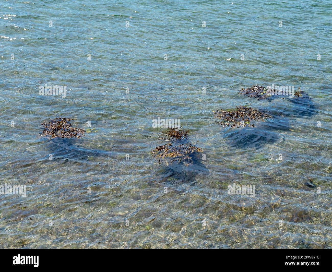 Algae in clear sea water. High Angle View Of Seaweed In water Stock ...
