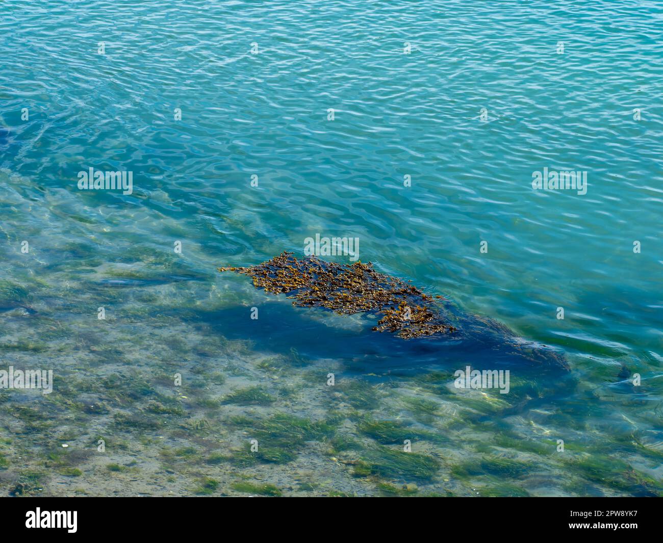 Algae body hi-res stock photography and images - Alamy