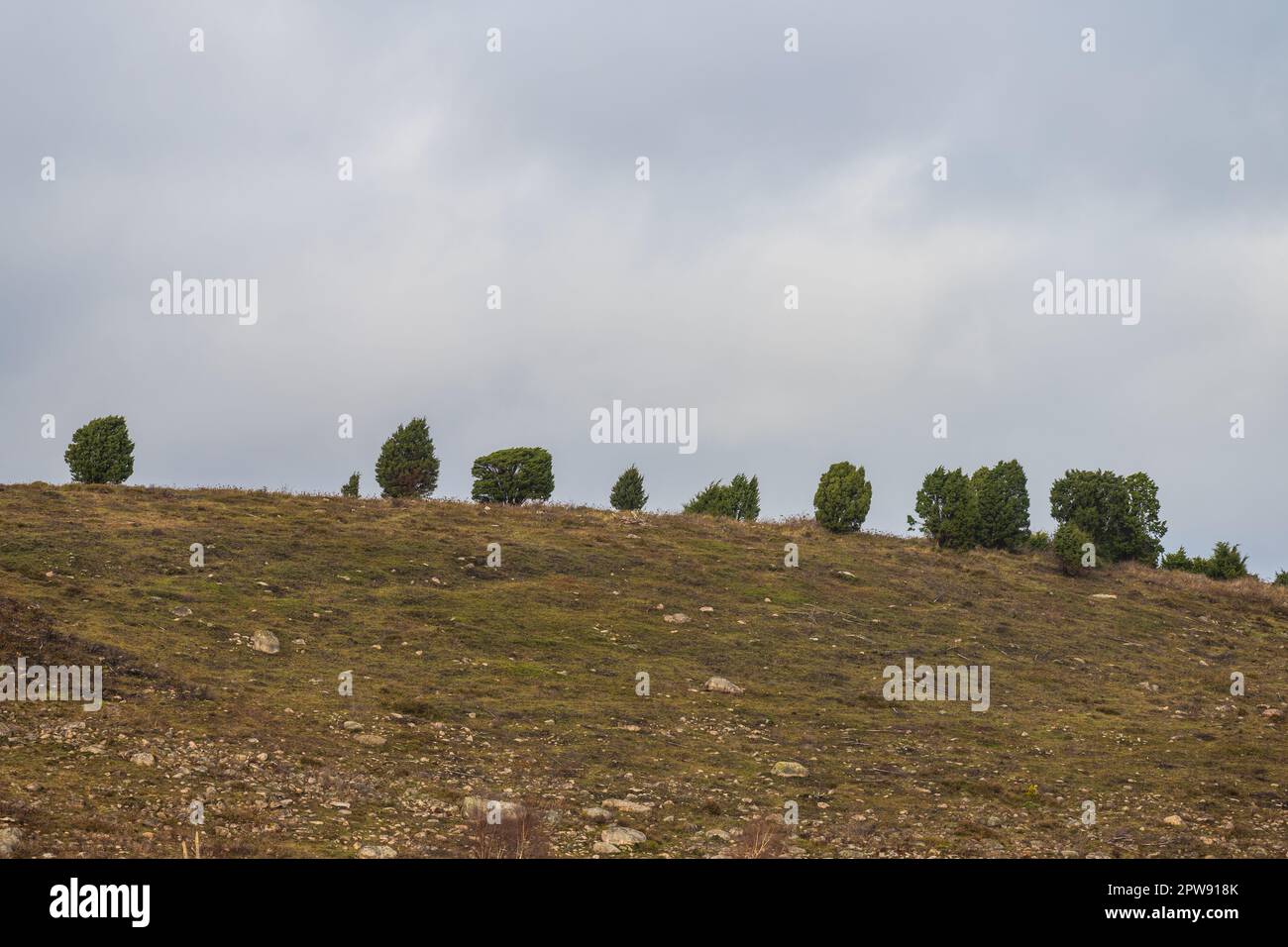 Green bushes on the top of a hill Stock Photo - Alamy