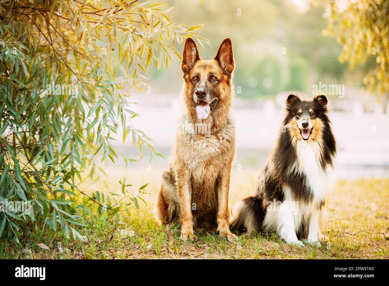 Alsatian Wolf Dog And Tricolor Rough Collie Sitiing Together In park ...