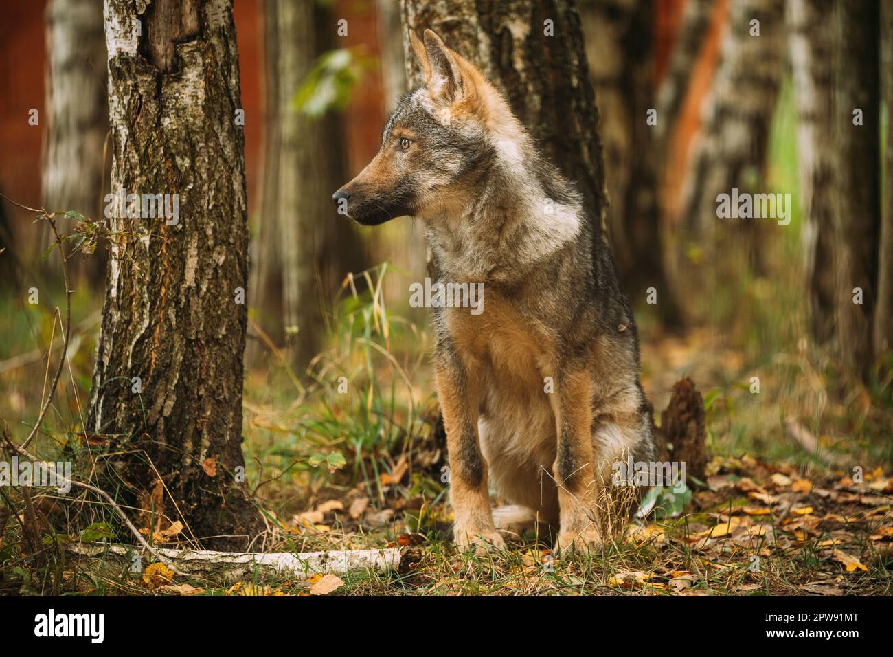 Belarus. Funny Curious Cub Wolf, Canis Lupus, Gray Wolf, Grey Wolf ...