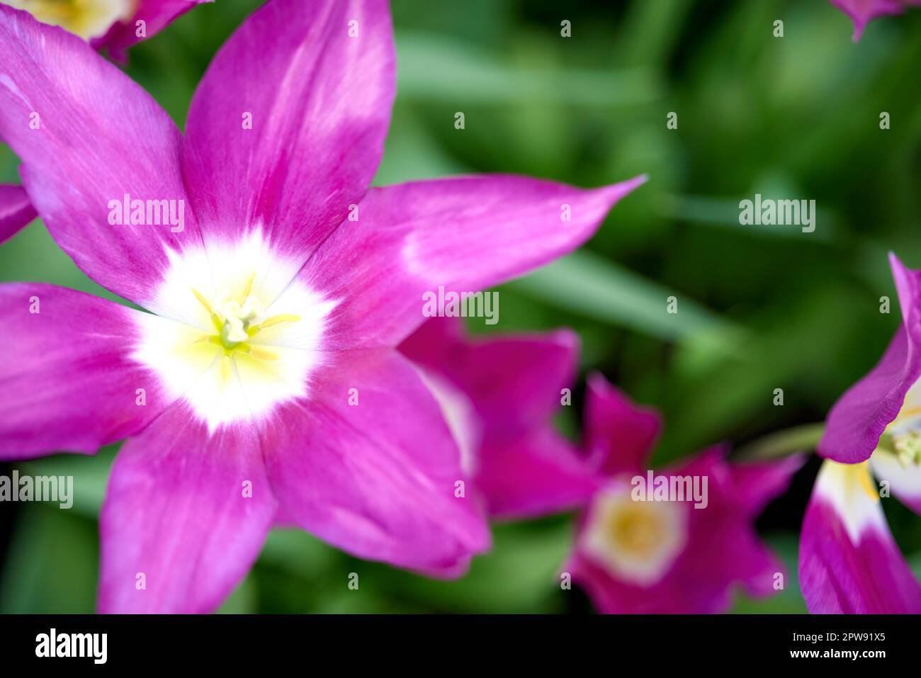 Fuchsia star shaped tulip shines among blurred leaves - Keukenhof, The ...