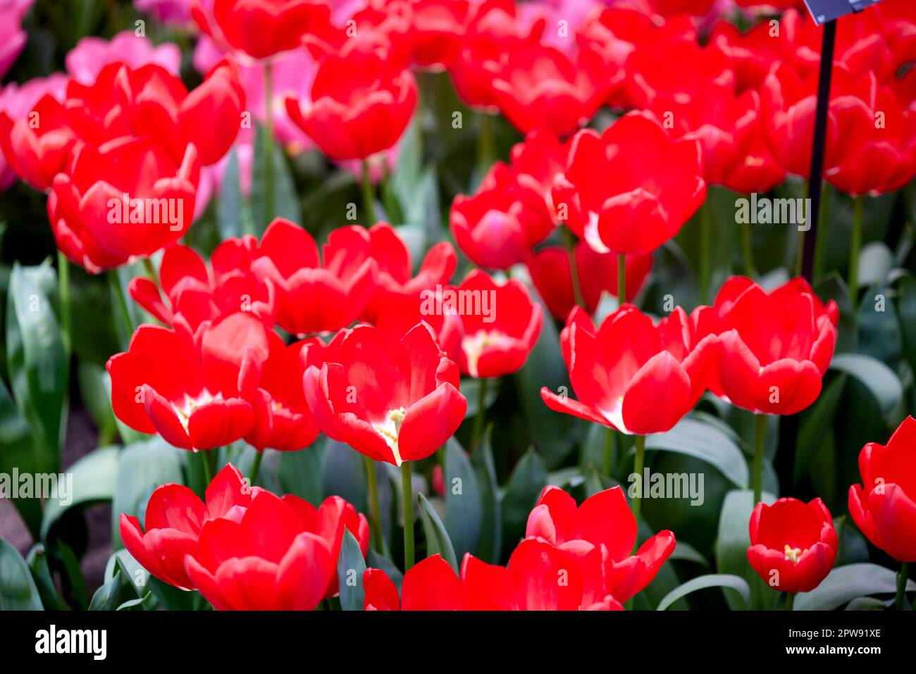 Red tulips in Keukenhof gardens in The Netherlands in spring. Beautiful ...