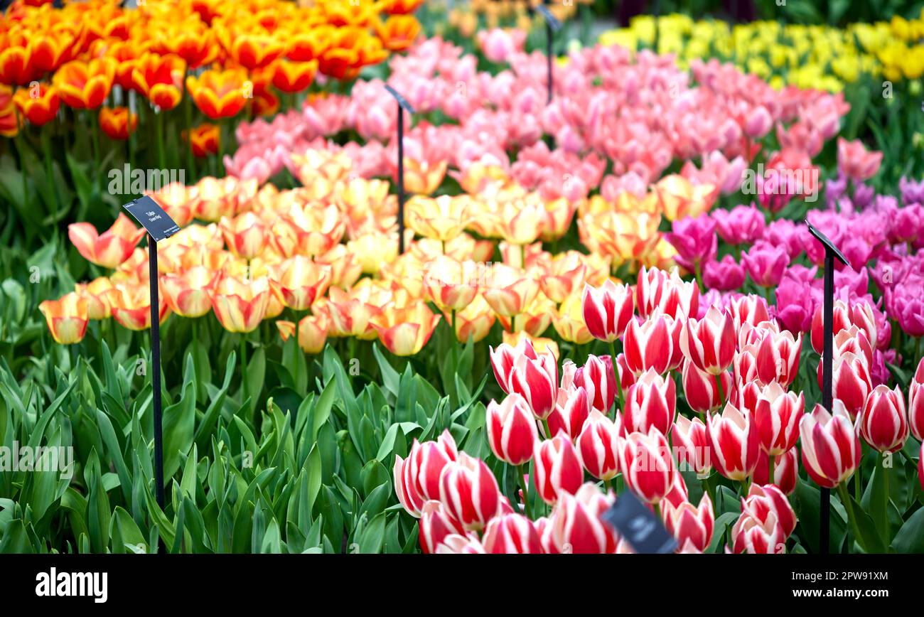 Different types of tulips in Keukenhof gardens in The Netherlands in ...