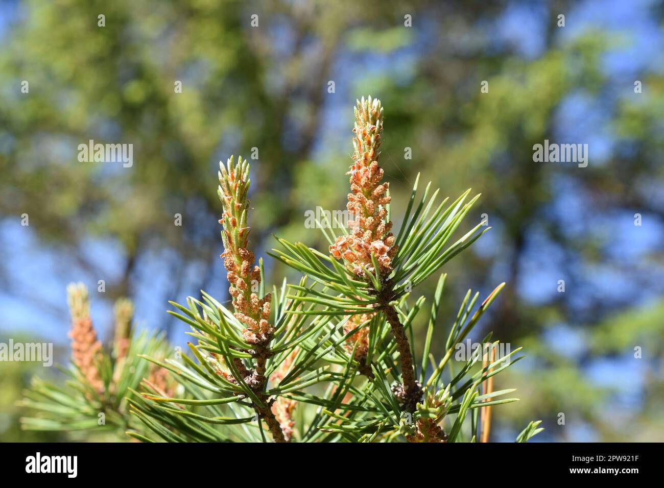 Closeup on pine branch with new foliage sprouting Stock Photo - Alamy