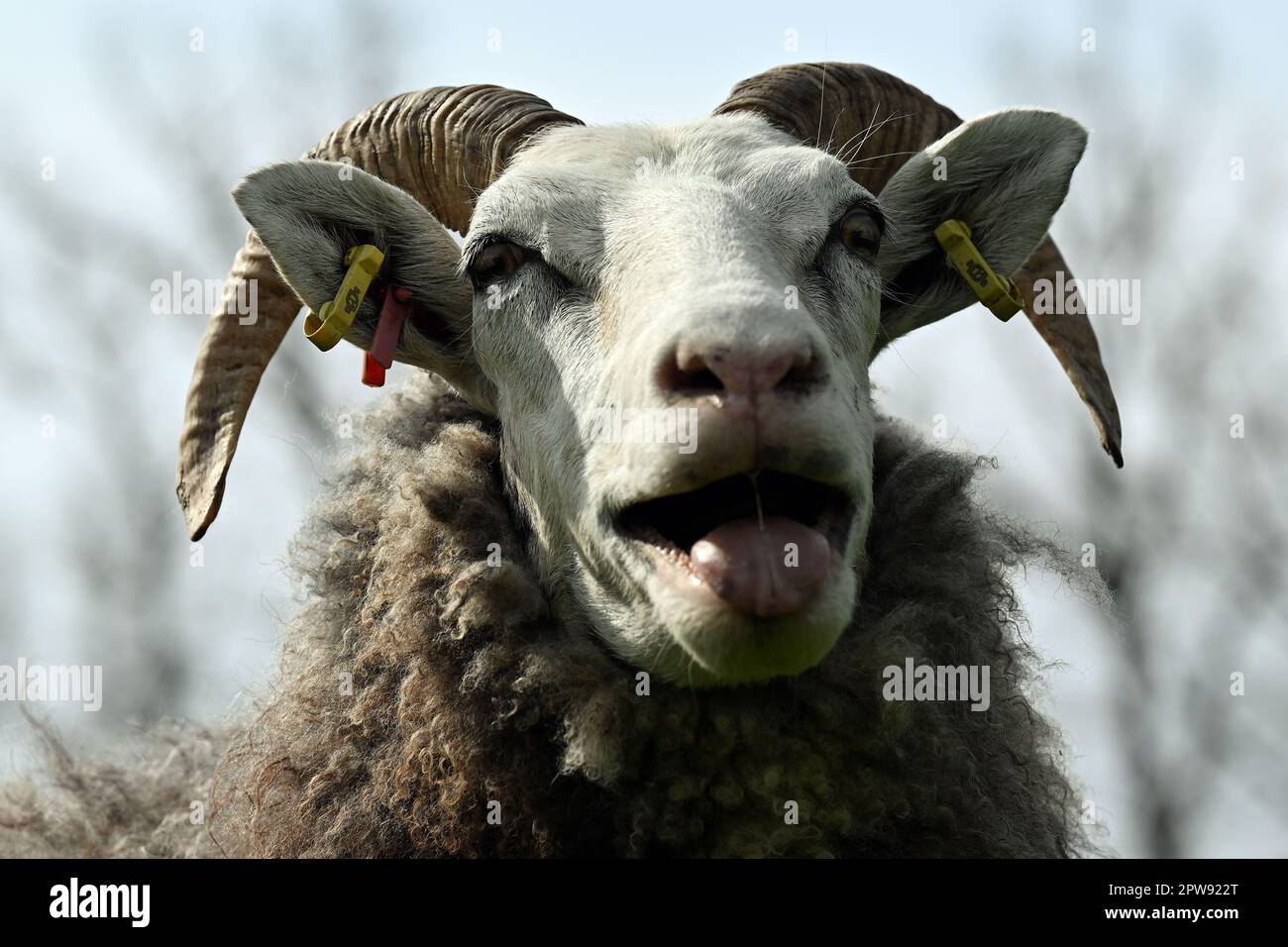 Sheep bleats hi-res stock photography and images - Alamy