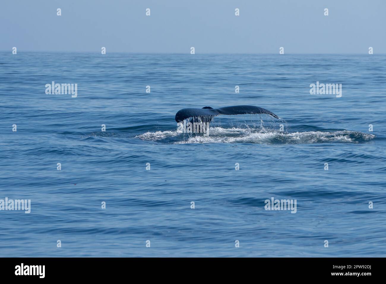 Walvis bay namibia whale hi-res stock photography and images - Alamy