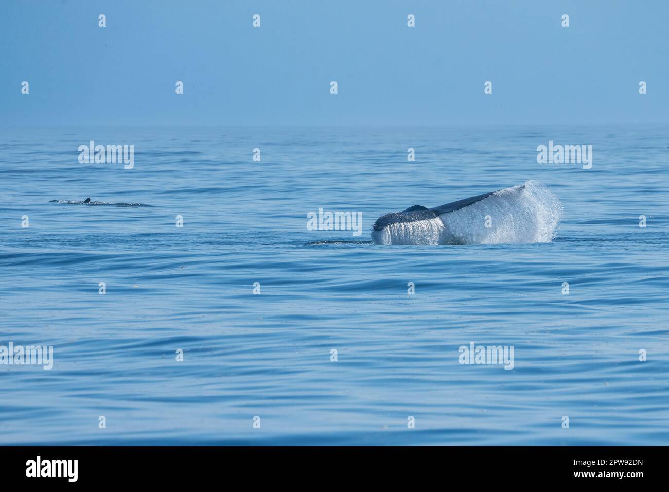 Western south atlantic humpback whale hi-res stock photography and ...