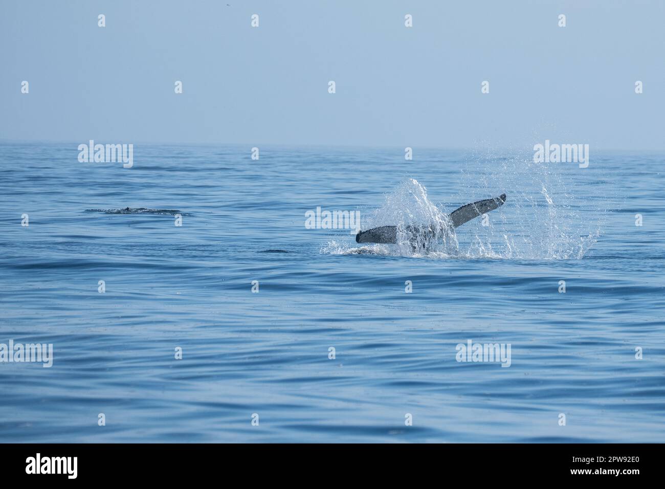 Western south atlantic humpback whale hi-res stock photography and ...