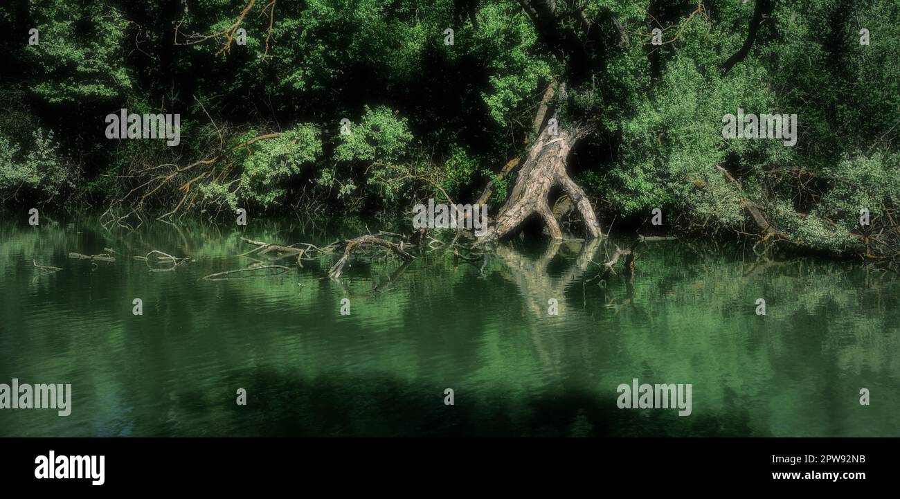 An old tree fallen into the river of Punta Alberete Stock Photo - Alamy