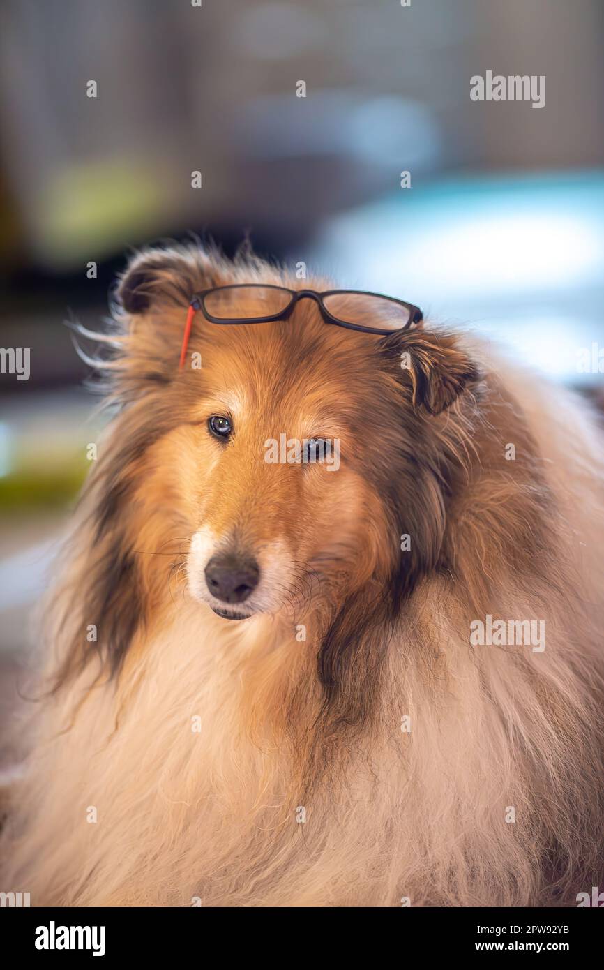 Rough collie wearing a glasses on head, funny one ear down one up ...