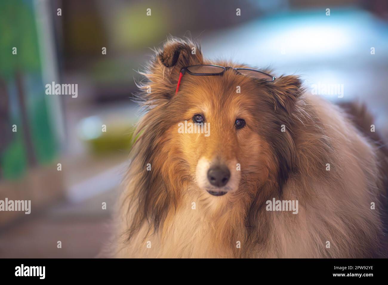 Rough collie wearing a glasses on head, funny one ear down one up ...