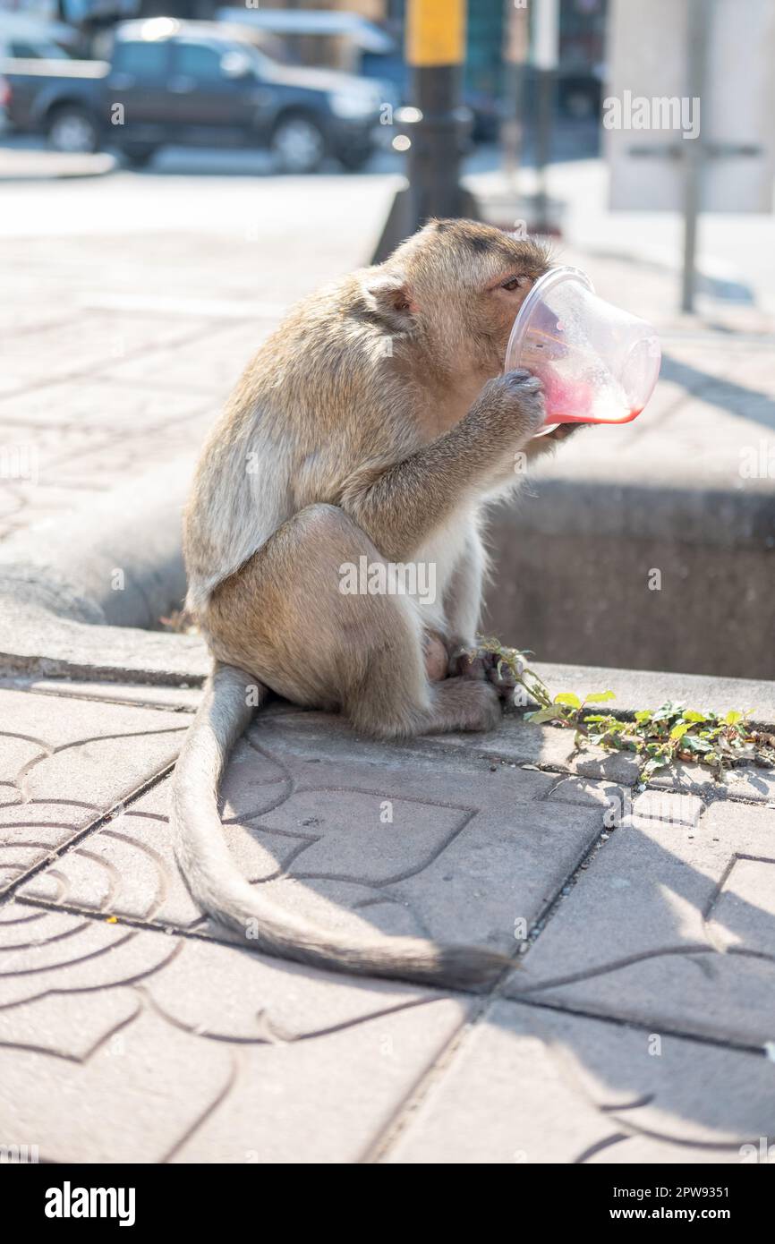 Monkey drinking water in a cup, in Lopburi, a province in the central ...