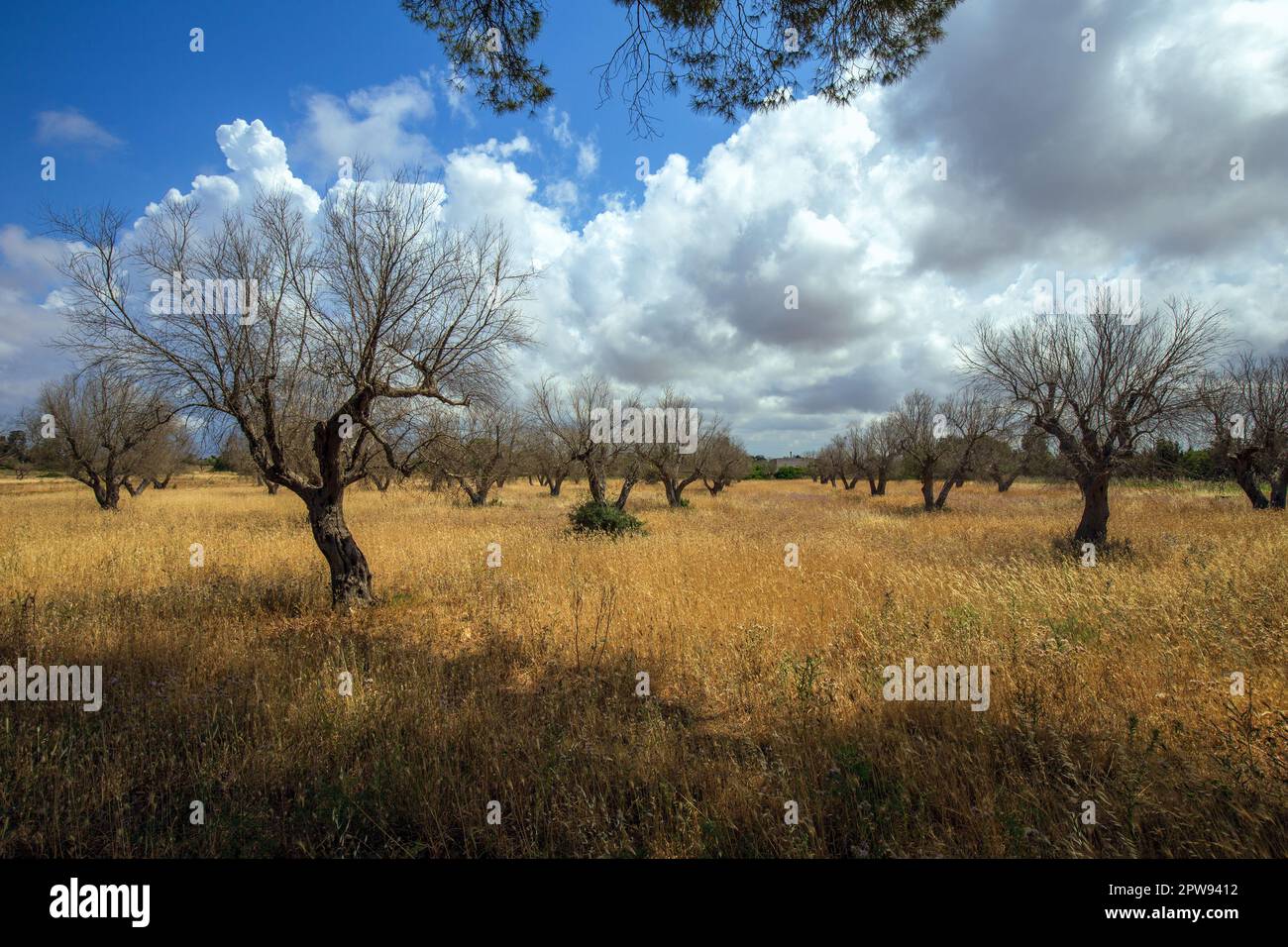 Campagna del Salento in Puglia Stock Photo - Alamy