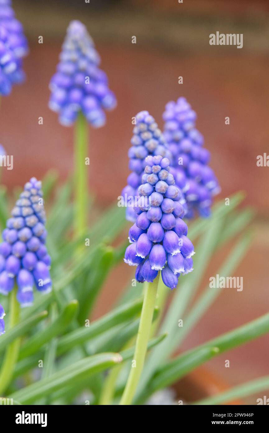 Blue spring flowers of grape hyacinth Muscari armeniacum in UK garden ...