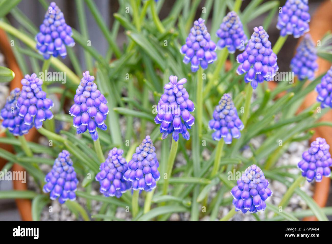 Blue spring flowers of grape hyacinth Muscari armeniacum in UK garden ...