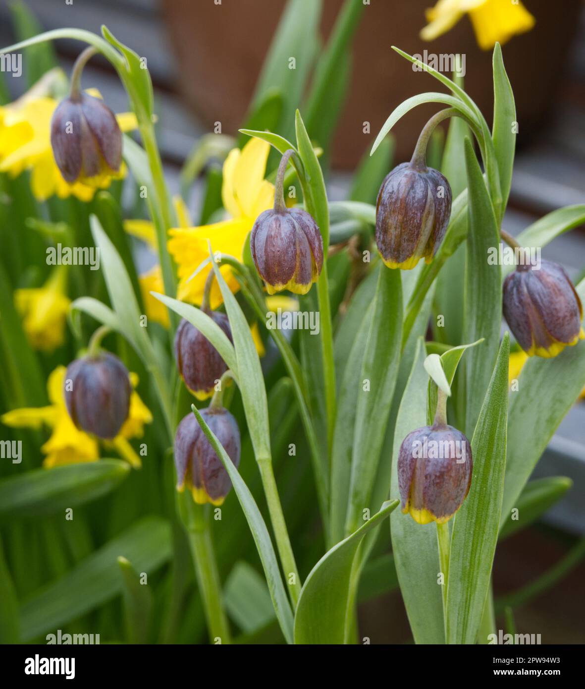 Unusual brown and yellow spring flowers of Fritillaria uva-vulpis also ...