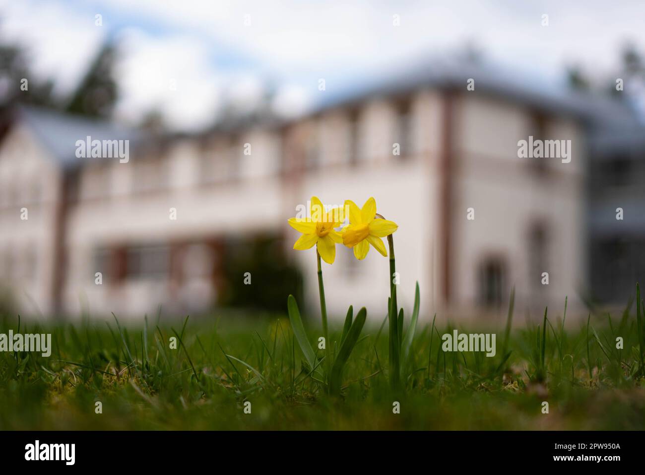 Spring flowers of Latvia Stock Photo - Alamy