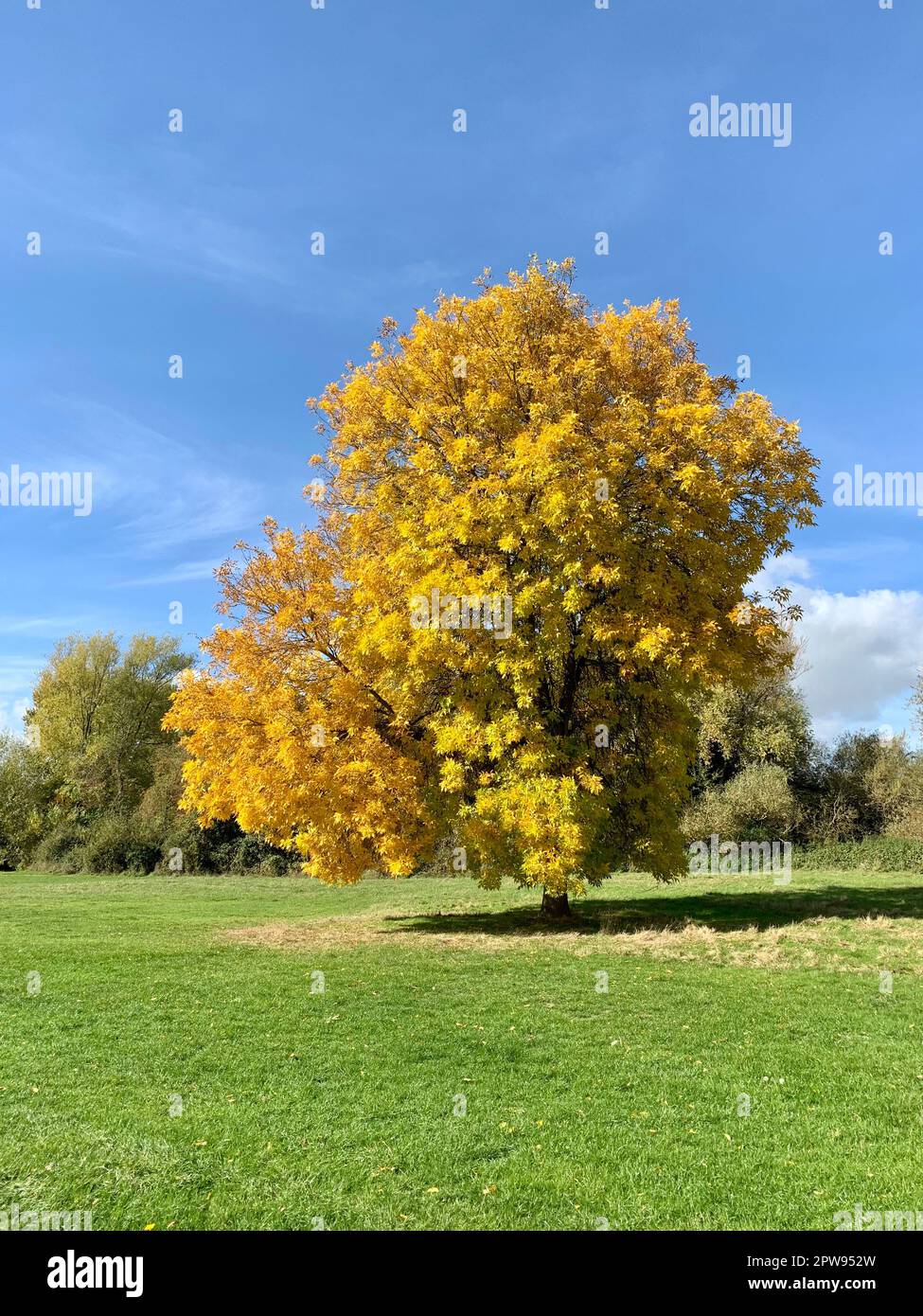 Golden yellow landscape hi-res stock photography and images - Alamy