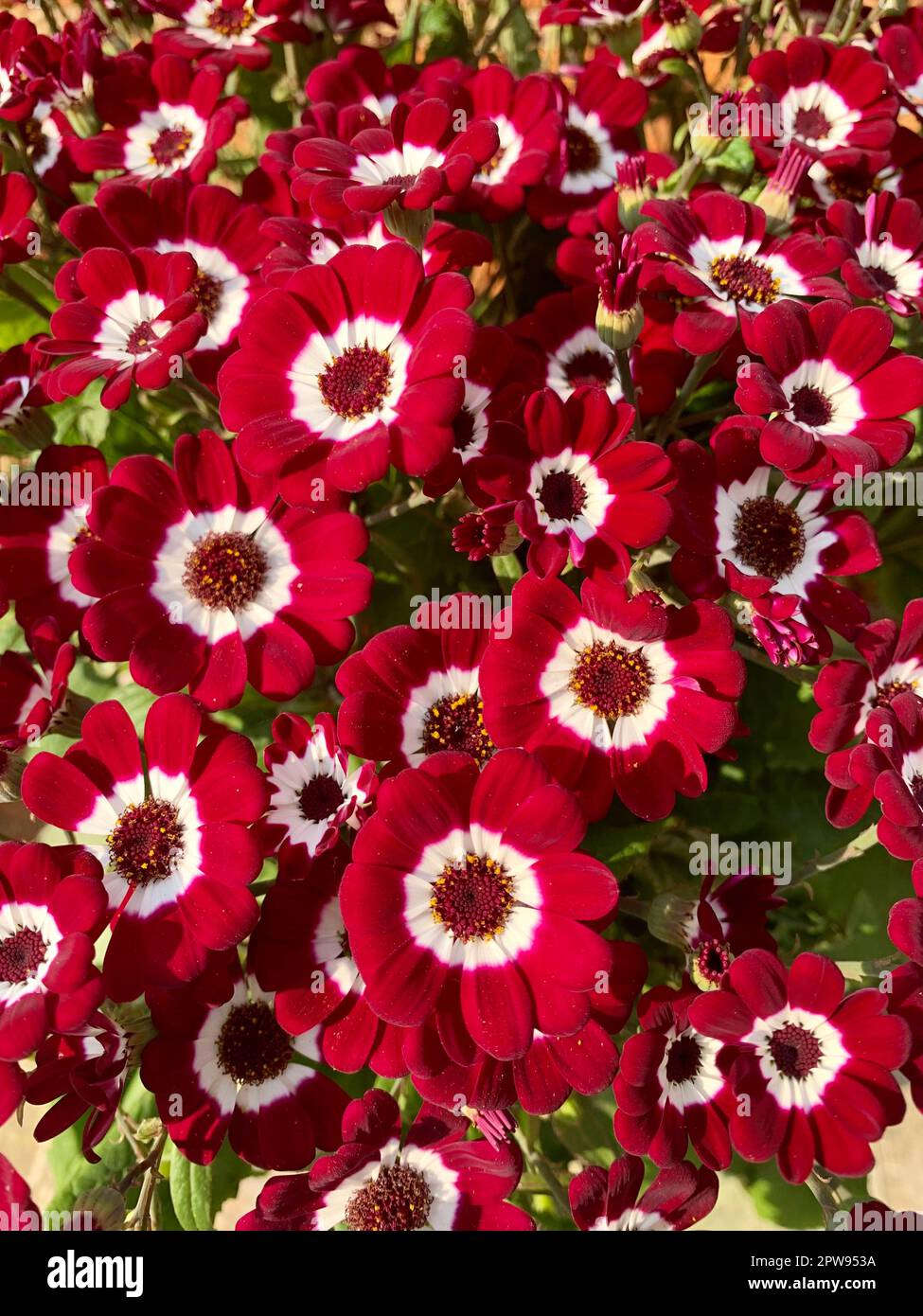 Osteospermum red hi-res stock photography and images - Alamy