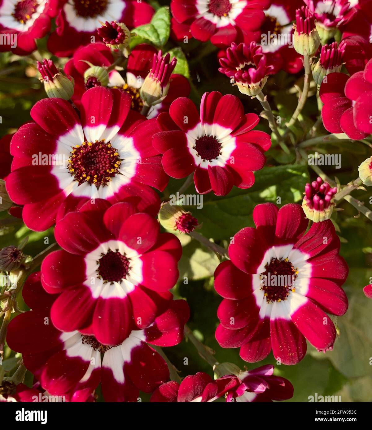 Osteospermum red hi-res stock photography and images - Alamy